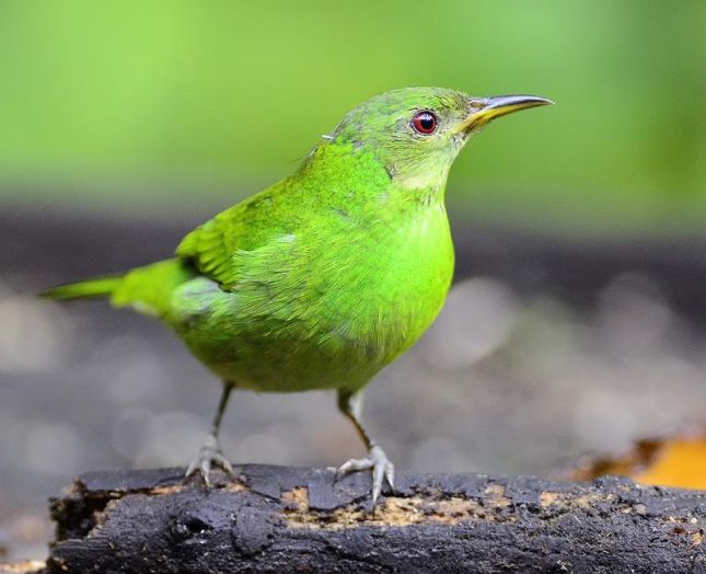 L’oiseau vert : poème de mon ami Alain EH Rousseau